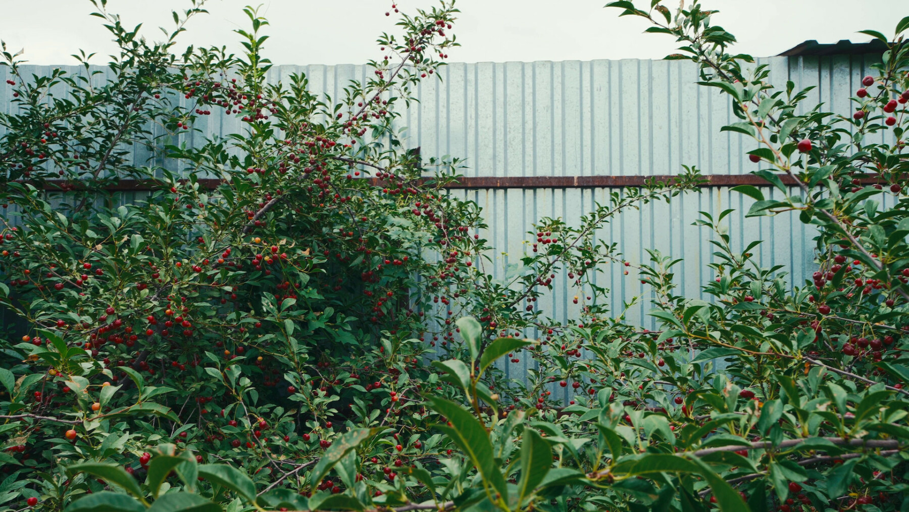 Cherry Sprout — 서울독립영화제